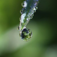 Goccia di rugiada - Zoom Giornale di Brescia