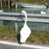 CIGNO IN STRADA - Zoom Giornale di Brescia