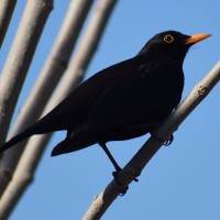 Merlo maschio - Zoom Giornale di Brescia